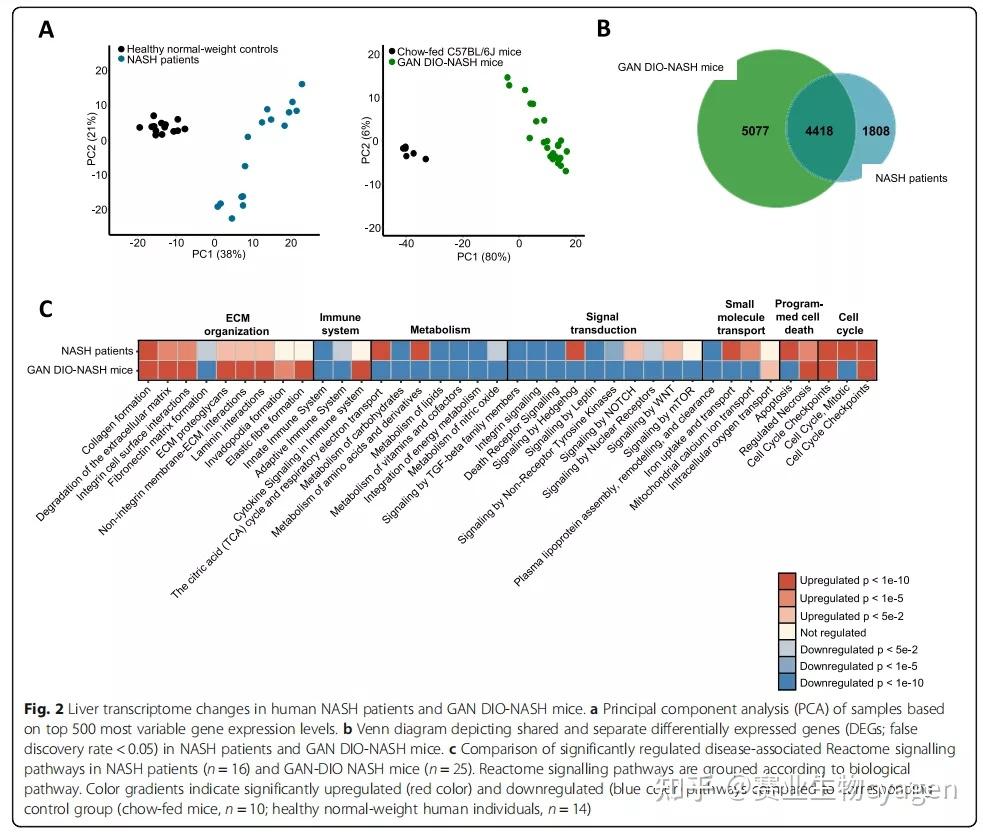 GAN饮食诱导的NASH小鼠的临床转化性 - 知乎