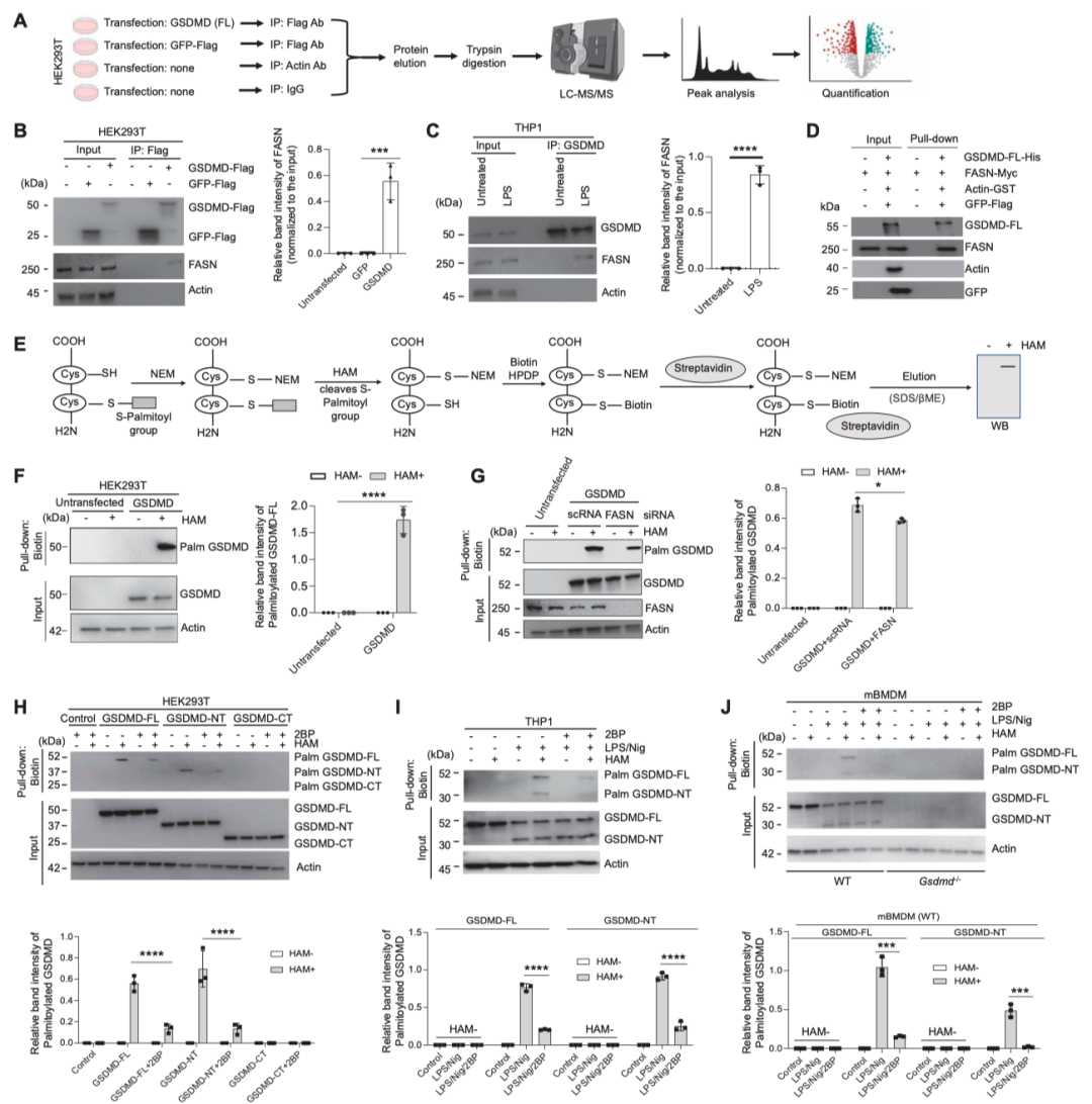 Science Immunology丨GSDMD通过棕榈酰化完成膜移位从而诱导焦亡 - 知乎