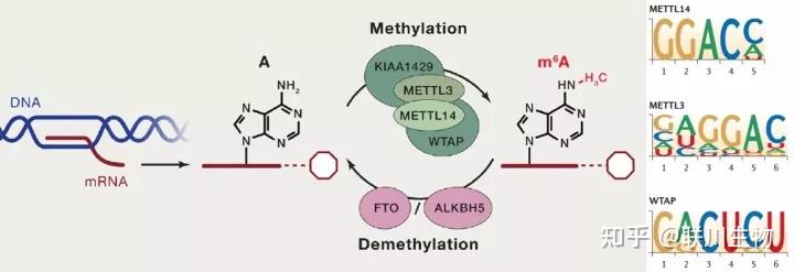 RNA甲基化修饰（1）——m6A概念 | m6A专题 - 知乎