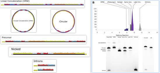 【耀文解读】一文全知道|最新外源circRNA机体免疫触发机制全收集 - 知乎
