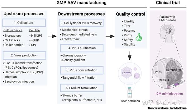 腺相关病毒—眼睛是AAV基因疗法理想的窗户 - 知乎