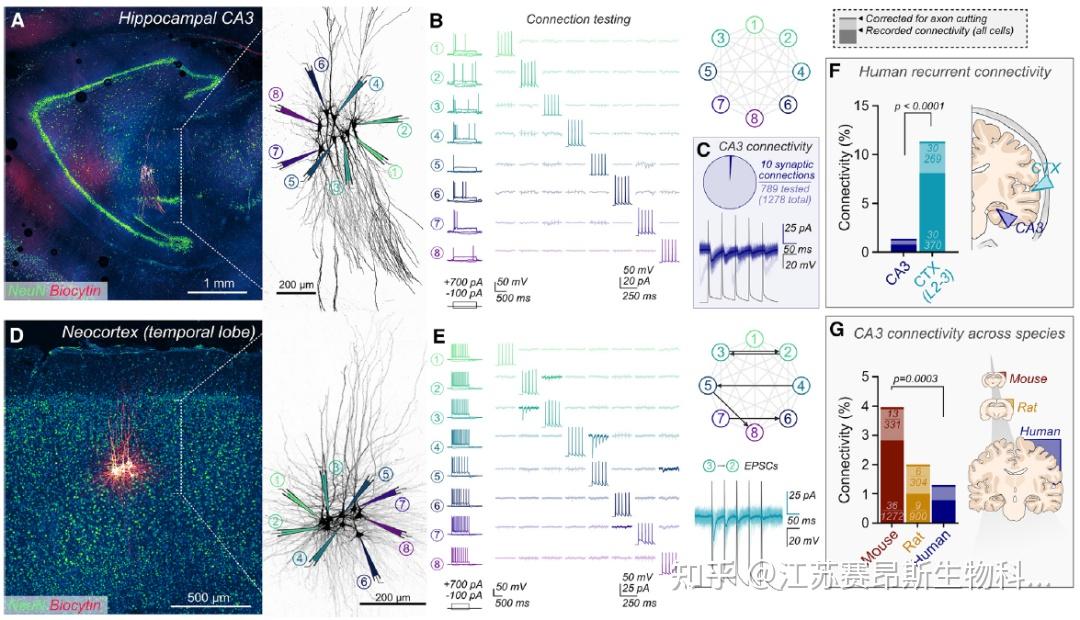 脑科学研究新进展：人类海马CA3使用特定的功能连接规则进行有效的联想记忆 - 知乎