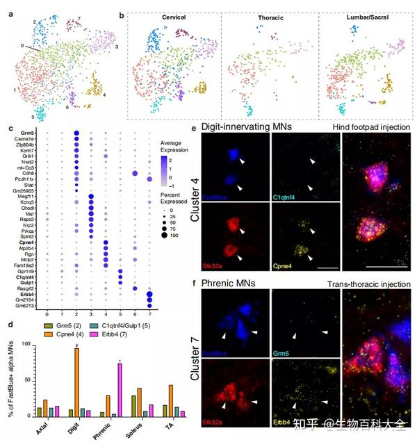 文献解读|sn-RNA-seq 研究小鼠脊髓神经元类型的多样性 - 知乎