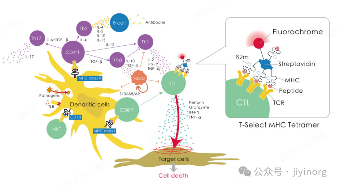 TCR四聚体技术：可有效识别特异性pMHC复合物 - 知乎
