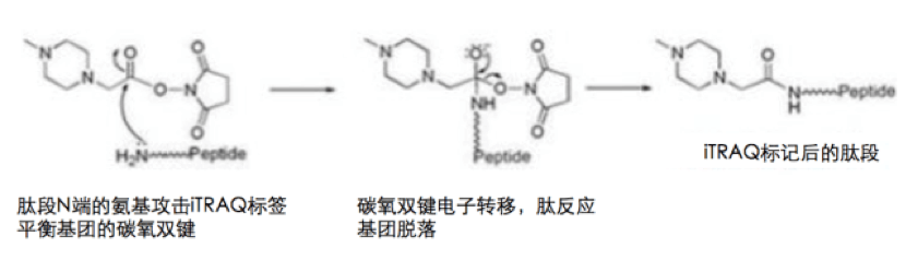 iTRAQ/TMT标签结构以及相对定量原理详解 - 知乎