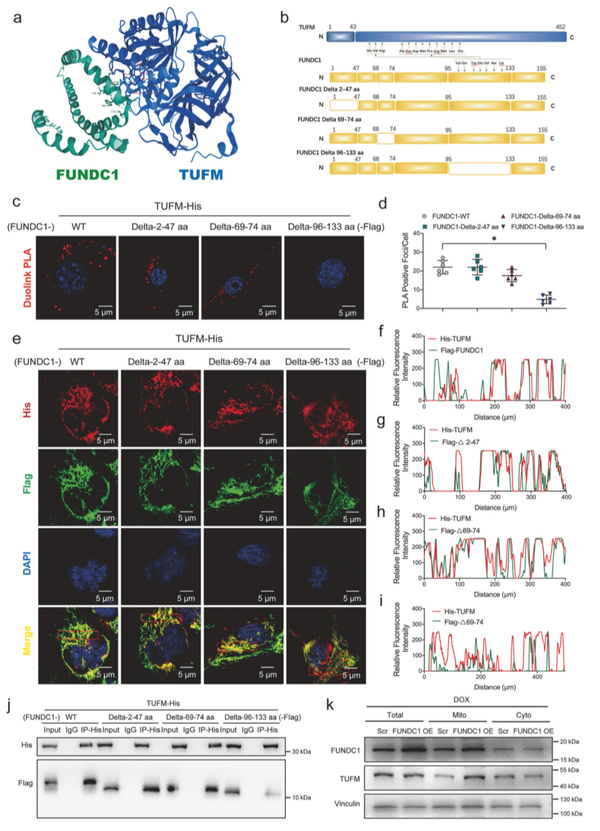 CDD丨FUNDC1 通过与 TUFM 相互作用来防止阿霉素诱导的心肌细胞的PANoptosis - 知乎