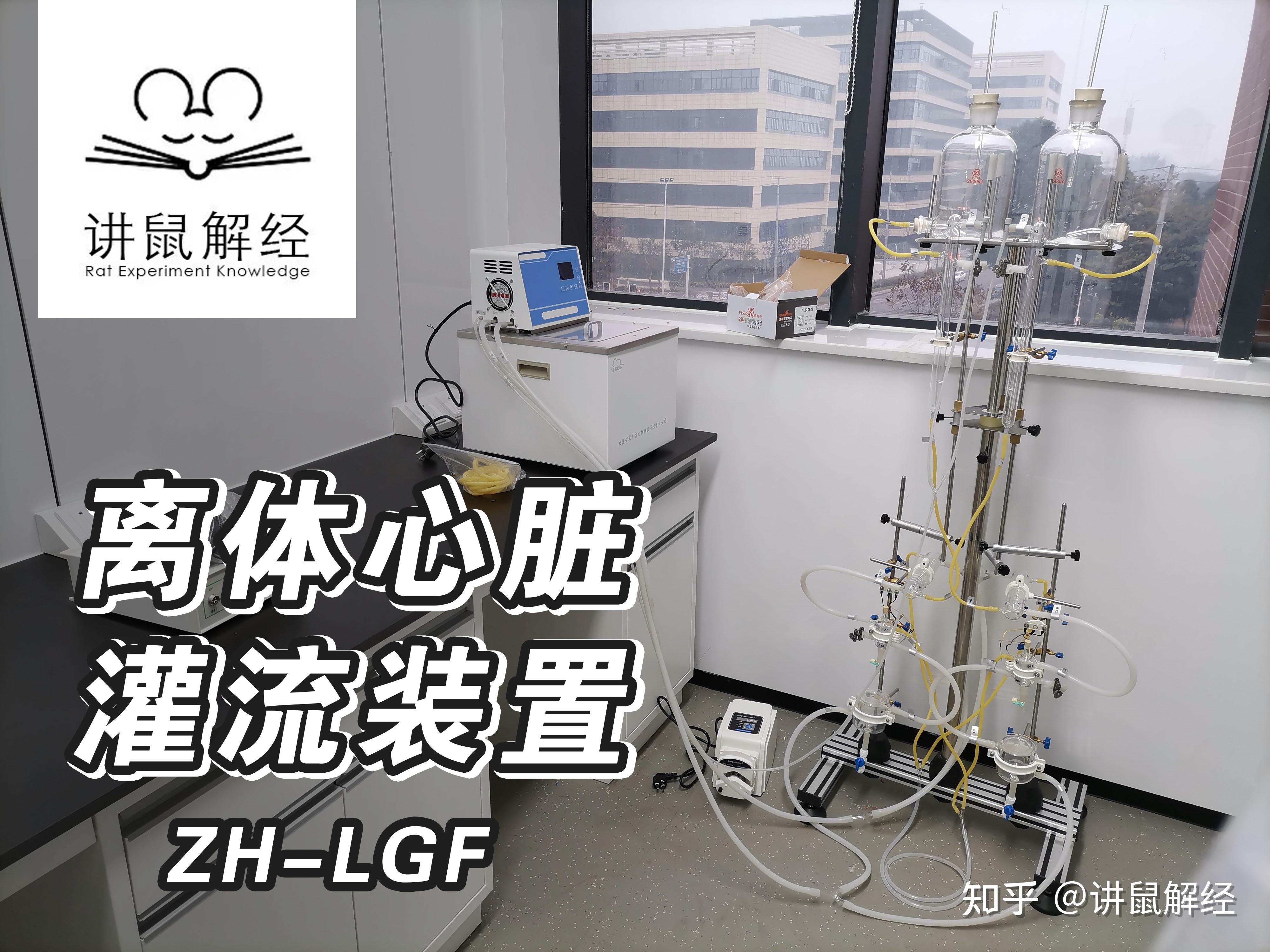讲鼠解经：离体心脏灌流装置，离体心脏灌流实验技术讲解 - 知乎