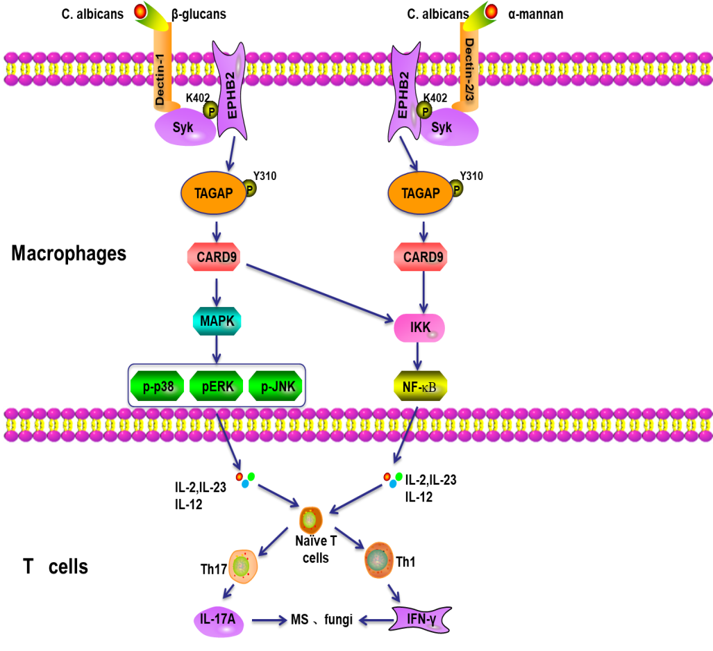 Nat Comm | 华中科技大学王晨辉团队揭示TAGAP参与抗真菌免疫的分子机制 - 知乎