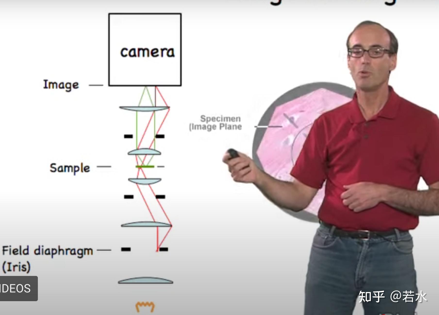 学习笔记ibiology.org | Microscopy Series（1-5） - 知乎