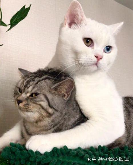 全网最强壮的肌肉猫，一看就是惹不起的大佬... - 知乎