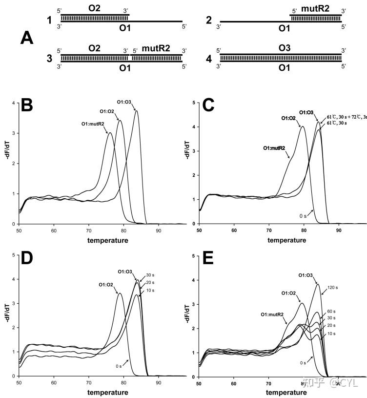 【文献翻译】对QuikChangeTM过程的新认识指导了Phusion DNA聚合酶在定点诱变中的应用 - 知乎