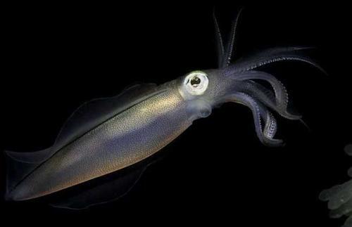 头足纲小传（29）瑕光微明：头足纲的起源，奈特氏锥 Knightoconus - 知乎