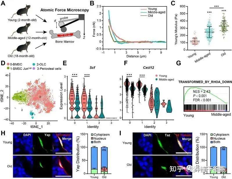 Cell子刊：同济大学岳锐团队实现衰老造血干细胞的年轻化 - 知乎