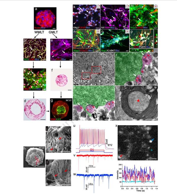 Biomaterials：脊髓样组织移植结合尾神经电刺激促进SCI后运动功能 - 知乎