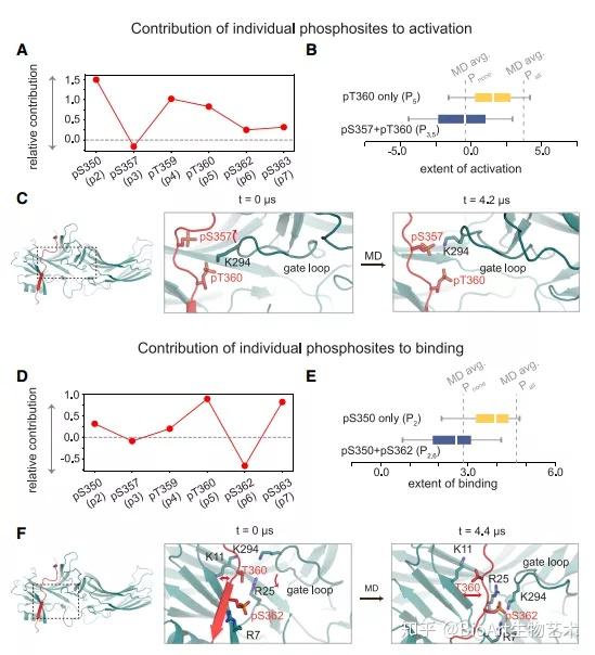 Cell | GPCR磷酸化模式如何协调Arrestin介导的信号传导? - 知乎