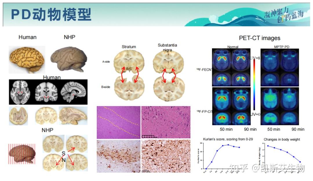帕金森病与临床前动物模型 - 知乎