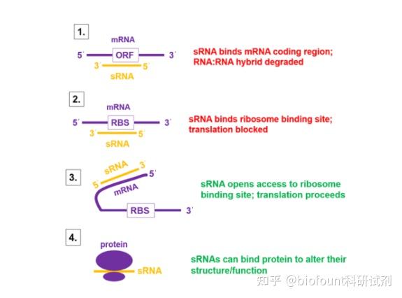 snRNA和snoRNA - 知乎