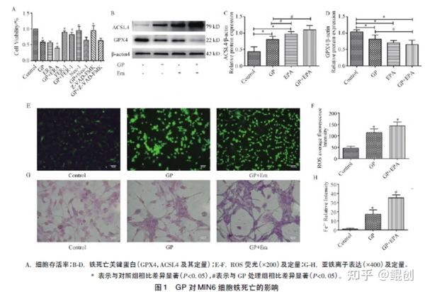 高糖高脂（葡萄糖、棕榈酸钠）诱导小鼠胰岛瘤细胞株MIN6细胞铁死亡以建立体外胰岛β细胞损伤模型 - 知乎