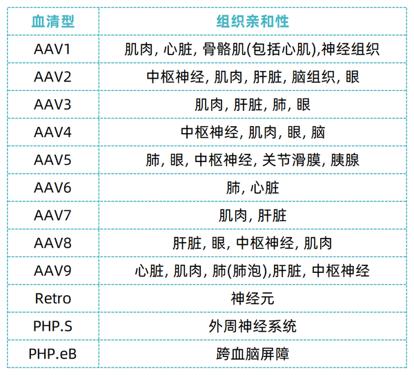 知识窗：系统注射1-9血清型AAV病毒在小鼠体内表达及靶向性研究 - 知乎