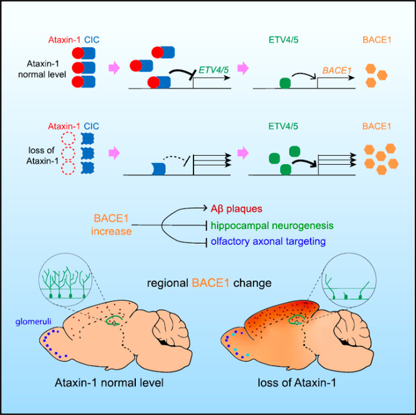 Cell | Ataxin-1缺失导致阿尔茨海默病发生的机制 - 知乎