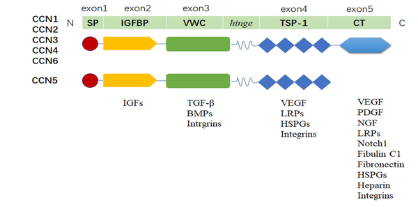 CCN蛋白家族--各有特色的促癌三兄弟 - 知乎