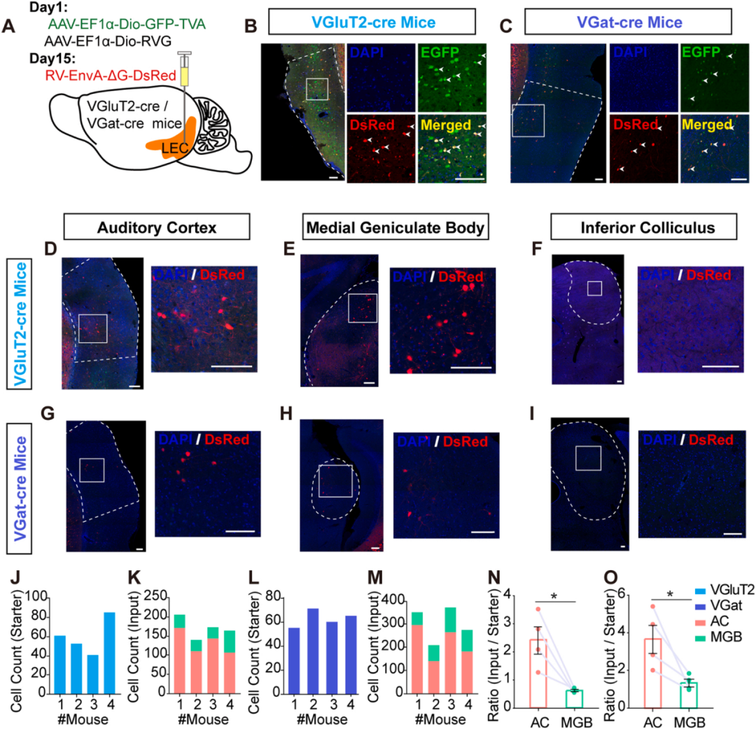 IF=10.885【客户文章】徐州医科大学李安安/乔月华教授课题组合作揭示参与嗅觉-听觉多感官整合的关键脑区 - 知乎