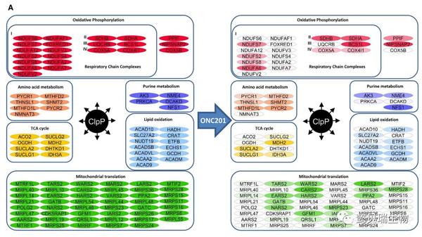 懿贝瑞生物分享：线粒体 ClpP 活化诱导癌细胞死亡 - 知乎