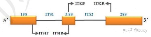 基因组学的测序方法（DNA） - 知乎