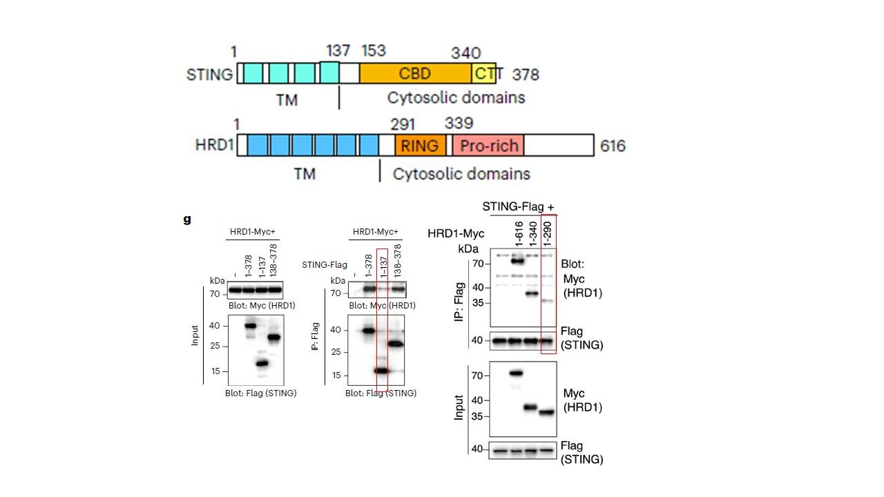 蛋白被E3ligase泛素化可以做哪些实验 - 知乎