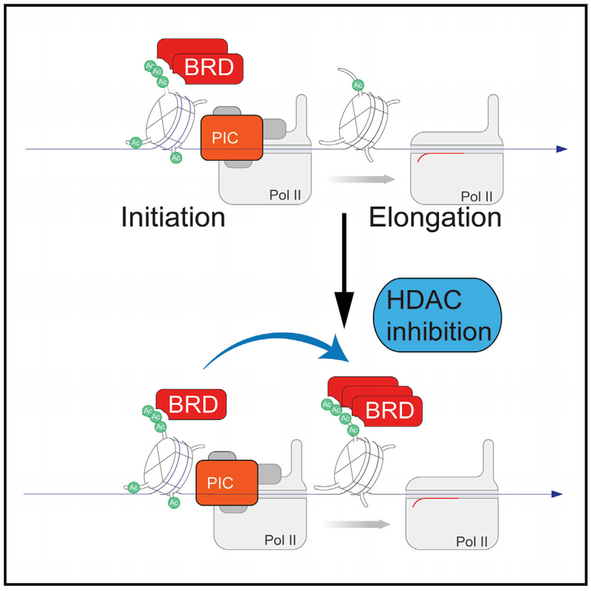 Cell Reports｜蛋白质组学揭示HDAC抑制剂的全局性调控机制 - 知乎