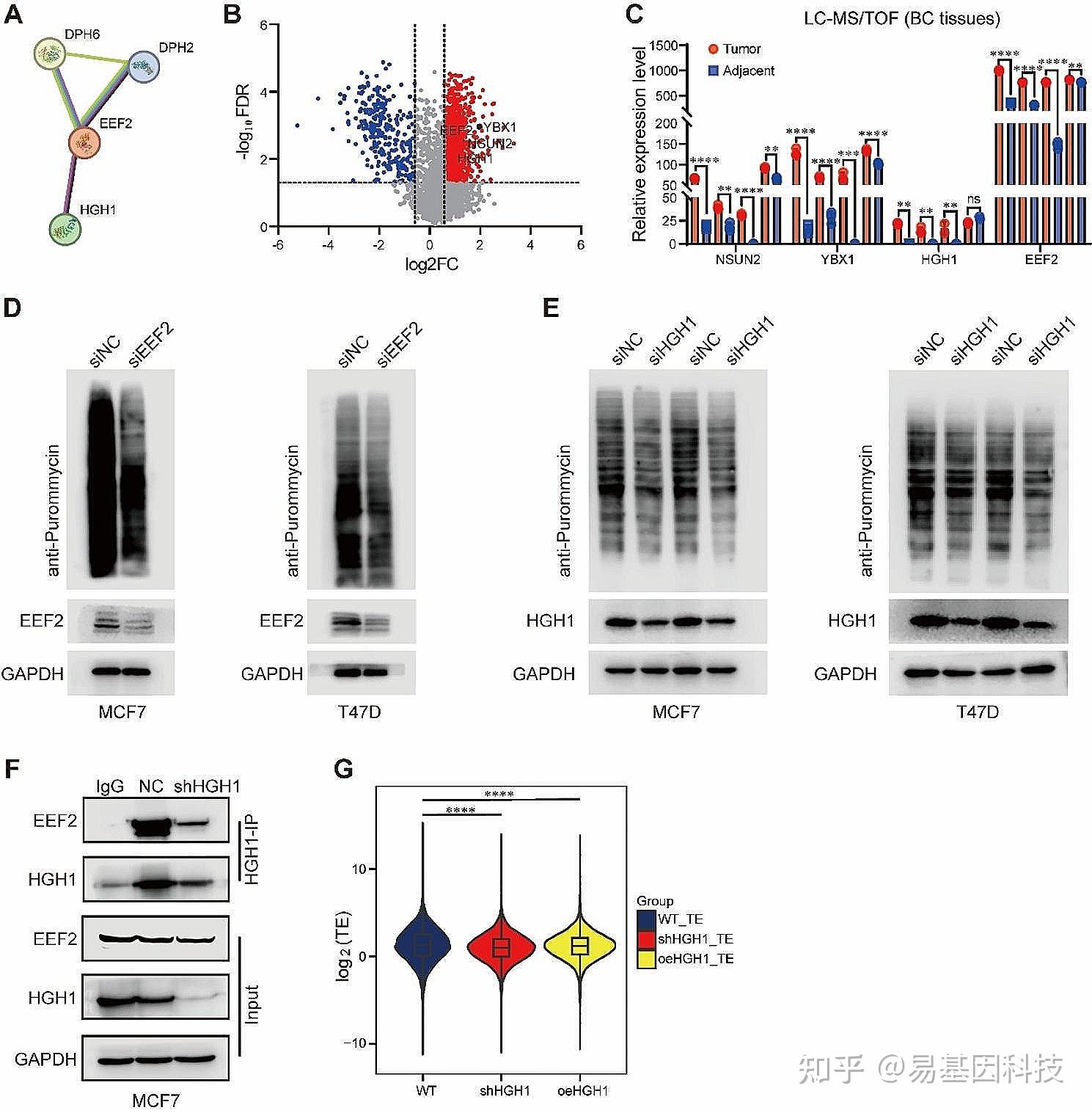 NSUN2/YBX1介导m5C甲基化增强HGH1 mRNA稳定性以促进肿瘤进展 - 知乎
