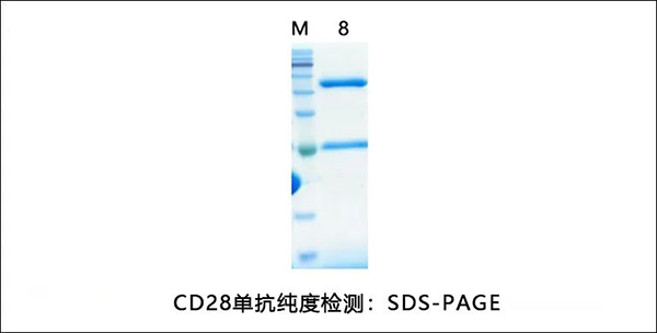 人源化CD28单抗，让你的T细胞药物开发如虎添翼 - 知乎