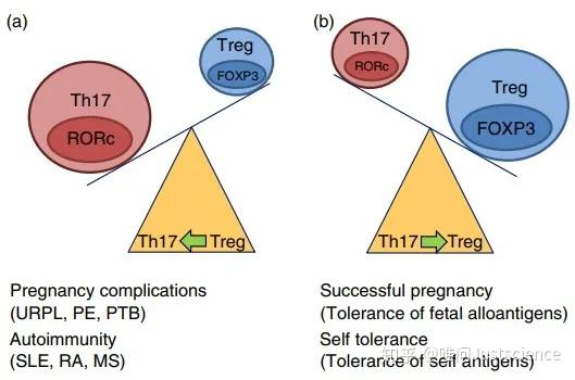 Th17/Treg免疫失衡在妊娠中的意义 - 知乎
