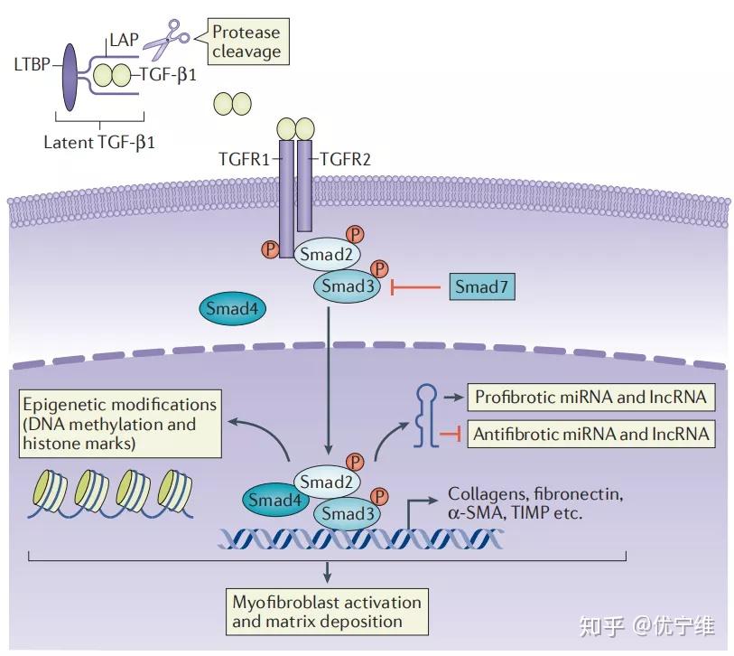 TGF-β：乘风破浪的转化生长因子 - 知乎