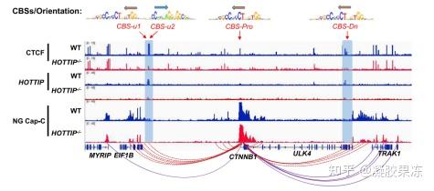 文献阅读随记：Mol Cell-2022-lncRNA+R-loop+CTCF+AML - 知乎