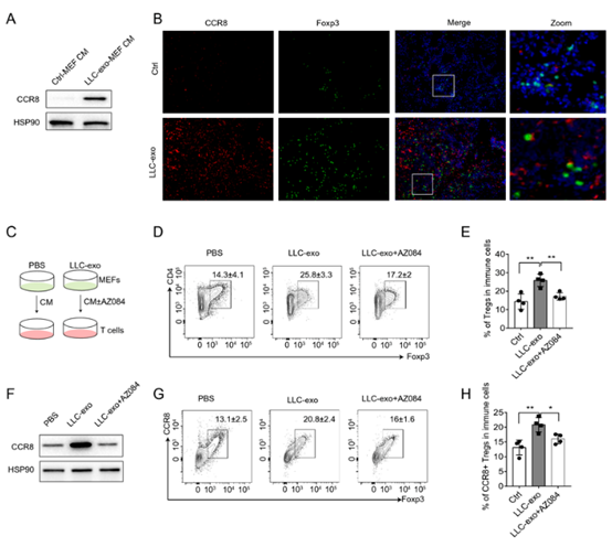 CCR8，肿瘤免疫靶点介绍！ - 知乎
