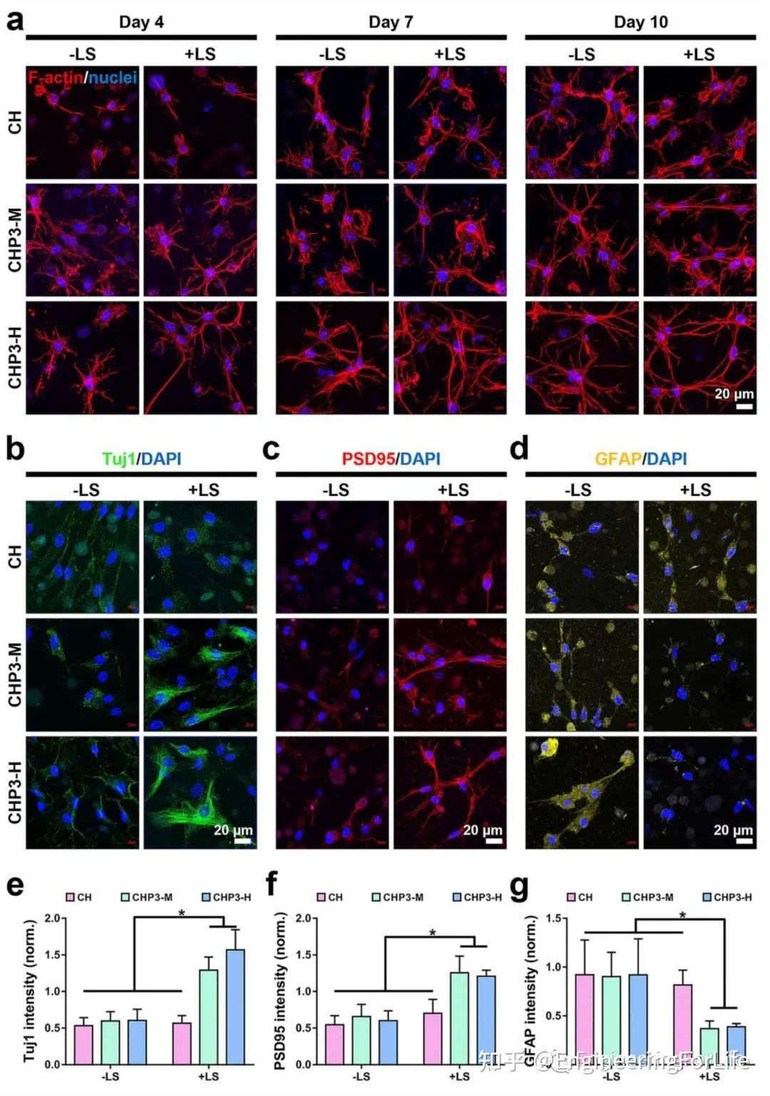 《AHM》：“光电转换，无线遥控””神经元分化的一体化水凝胶平台 - 知乎