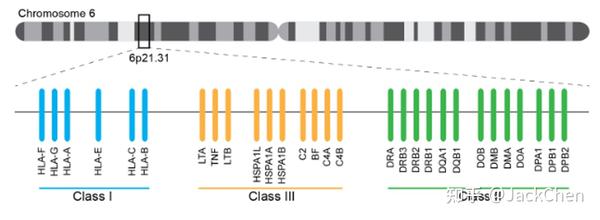HLA分型检测 - 知乎