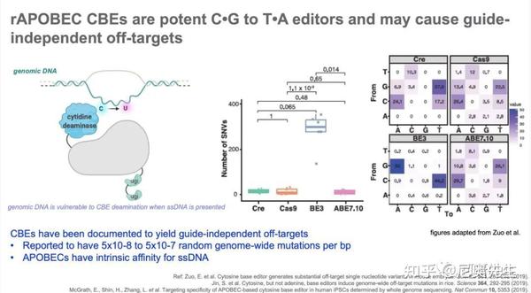CBE-T：TadA介导的下一代CBE编辑器 - 知乎