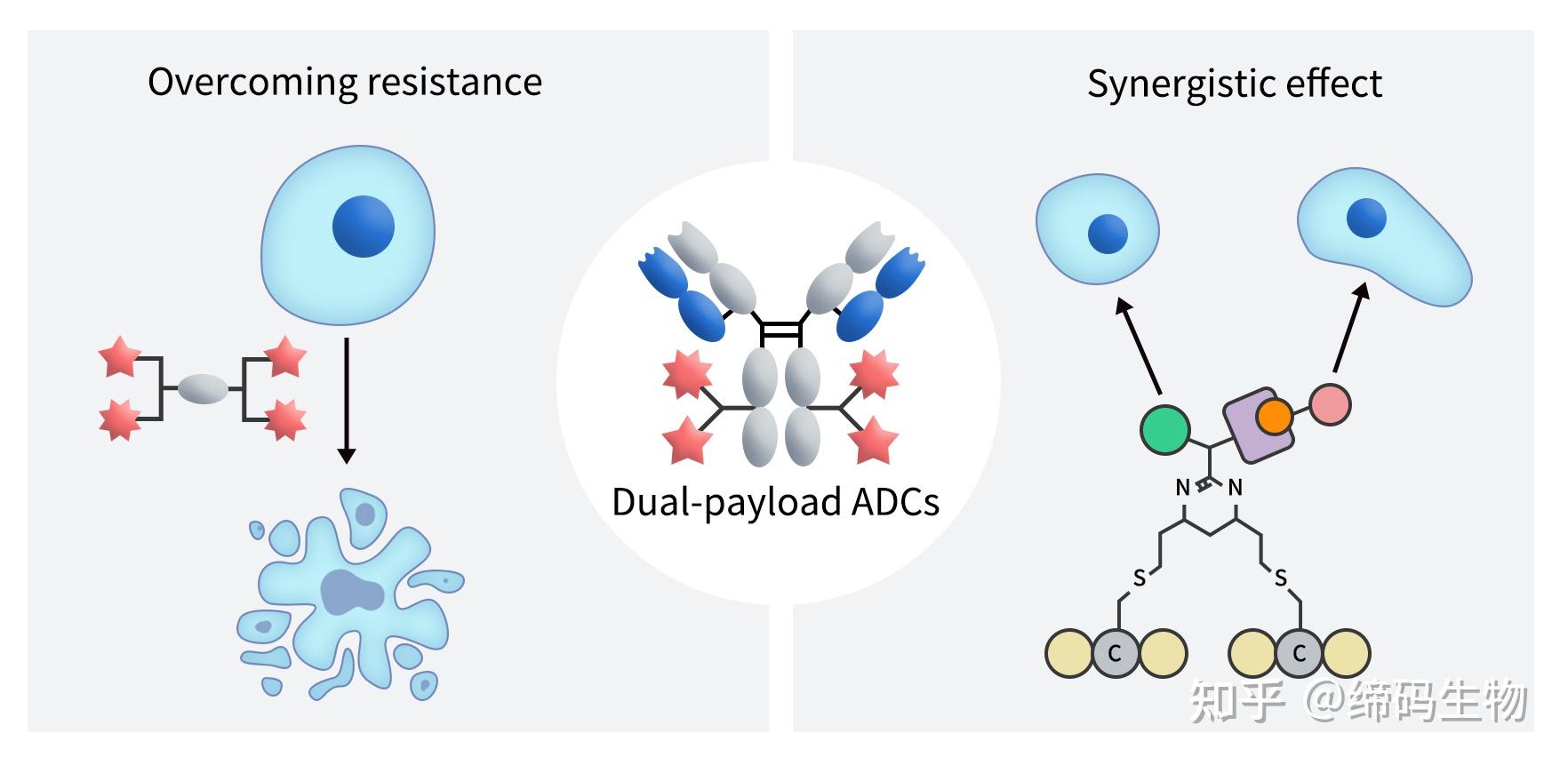 ADC赛道新爆点-双载荷ADC - 知乎