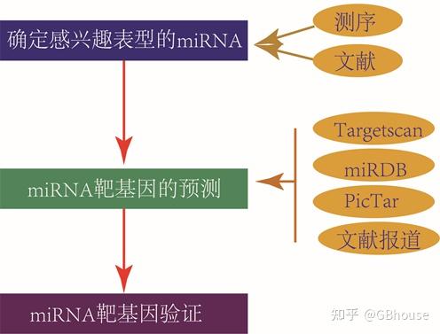 miRNA研究策略及实验设计和实操作干货 - 知乎