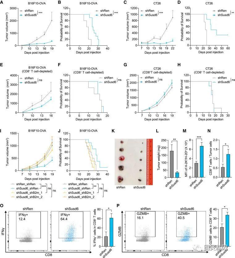 Cell | 纽约大学王俊教授揭示癌症免疫逃避机制，为冷肿瘤治疗提供新的思路和靶点 - 知乎
