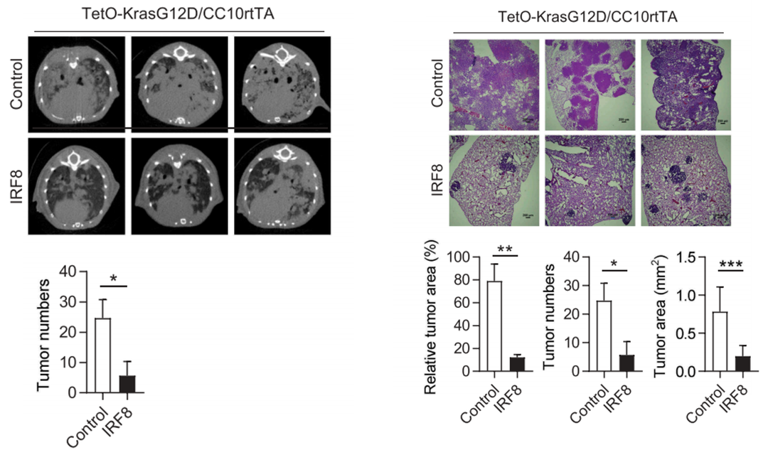 药效纵向研究新利器？Micro-CT影像技术在药物临床前小鼠药效模型上的应用 - 知乎