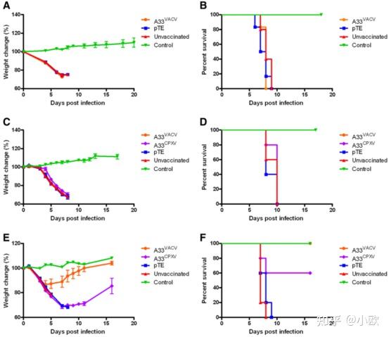 A33疫苗对VACV、ECTV和MXPV的作用 - 知乎