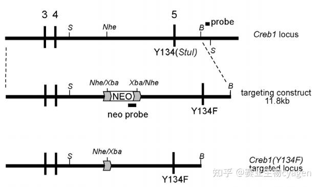 一文带你了解Creb1基因——研究神经系统及肌肉再生的关键基因 - 知乎