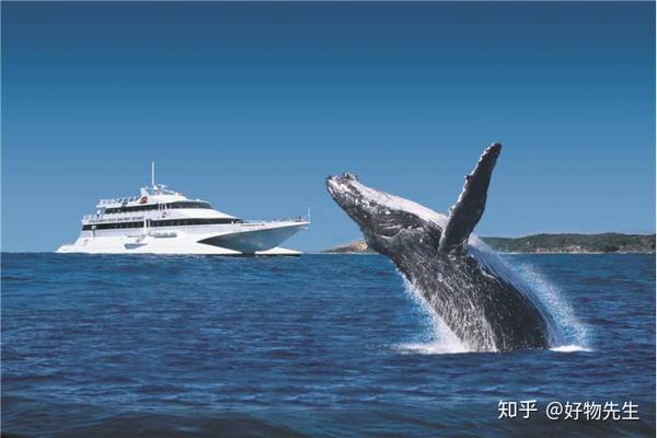 发现澳洲 | 澳洲黄金海岸攻略：观鲸 - 知乎