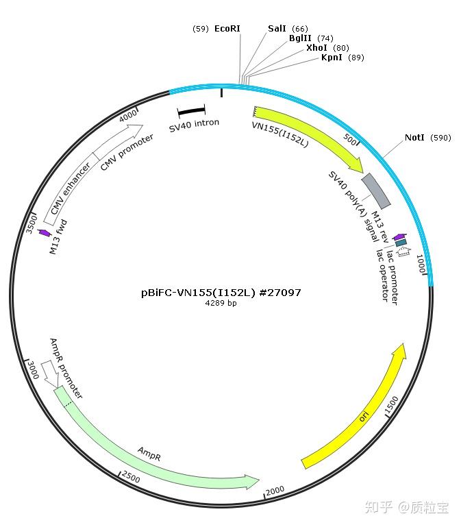 双分子荧光互补载体 - 知乎