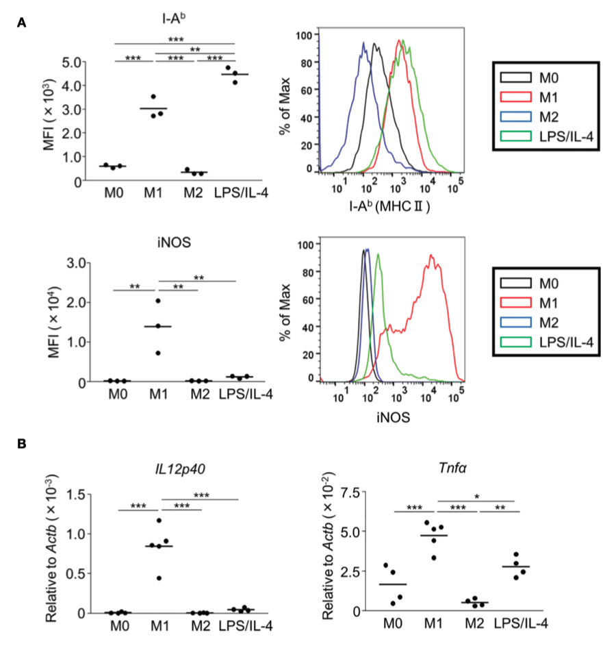Front. Immunol丨用 LPS 和 IL-4 同时刺激诱导独特的巨噬细胞亚群 - 知乎
