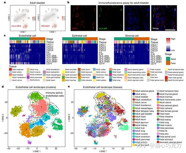 Construction Of A Human Cell Landscape At Single cell Level construction-of-a-human-cell-landscape-at-single-cell-level