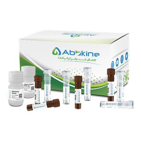 Abbkine/ExKine™ 动物细胞/组织总蛋白提取试剂盒 - 知乎